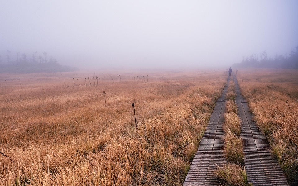 Landscape Raised Bog Boardwalk - Free photo on Pixabay - Pixabay