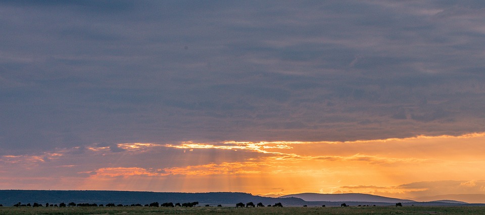 Safari Nature Sunset - Free photo on Pixabay - Pixabay