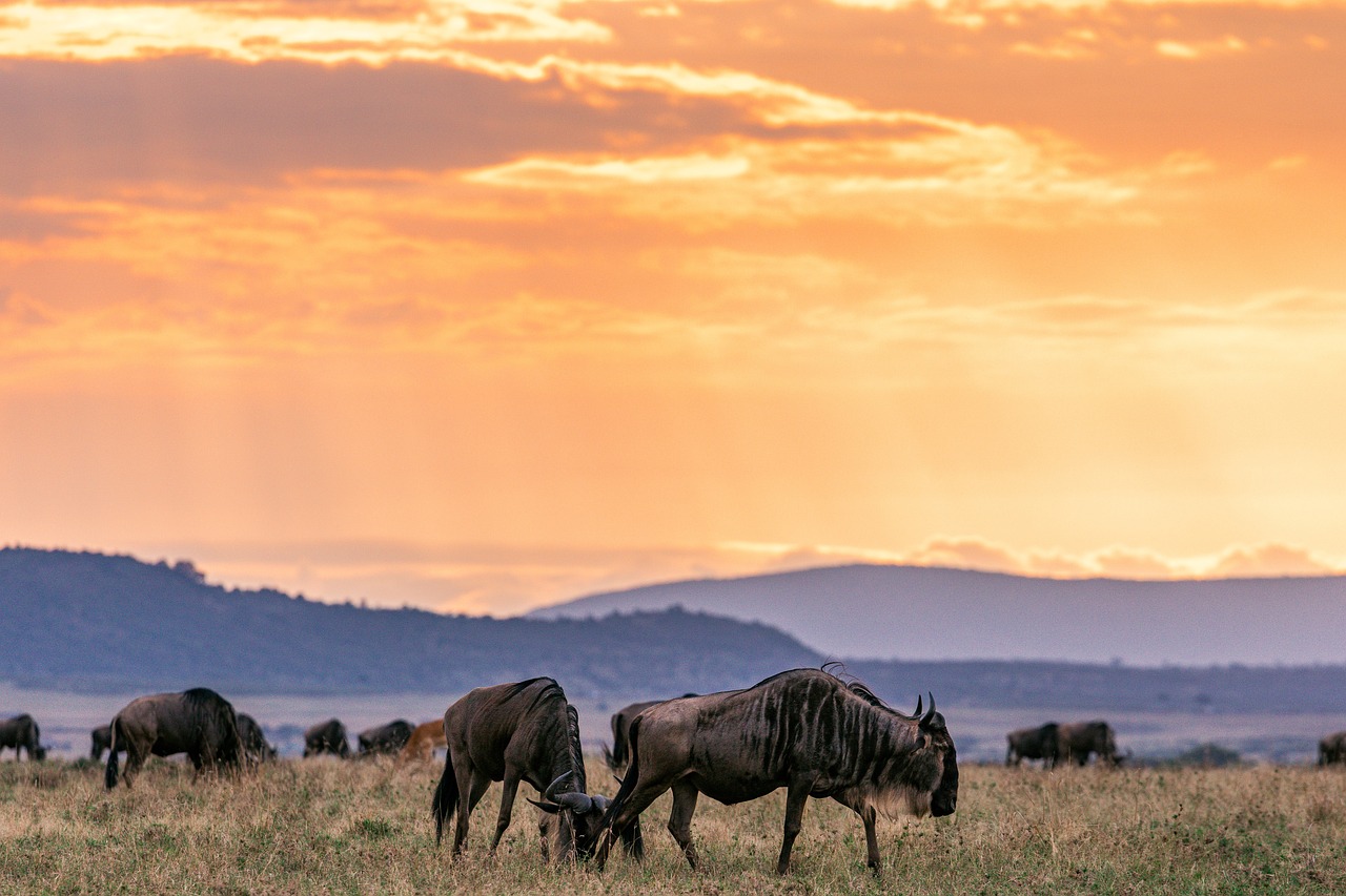 300+ Free Wildebeest & Nature Images - Pixabay