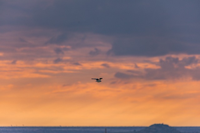 Oiseau Ciel Le Coucher Du Soleil - Photo gratuite sur Pixabay - Pixabay