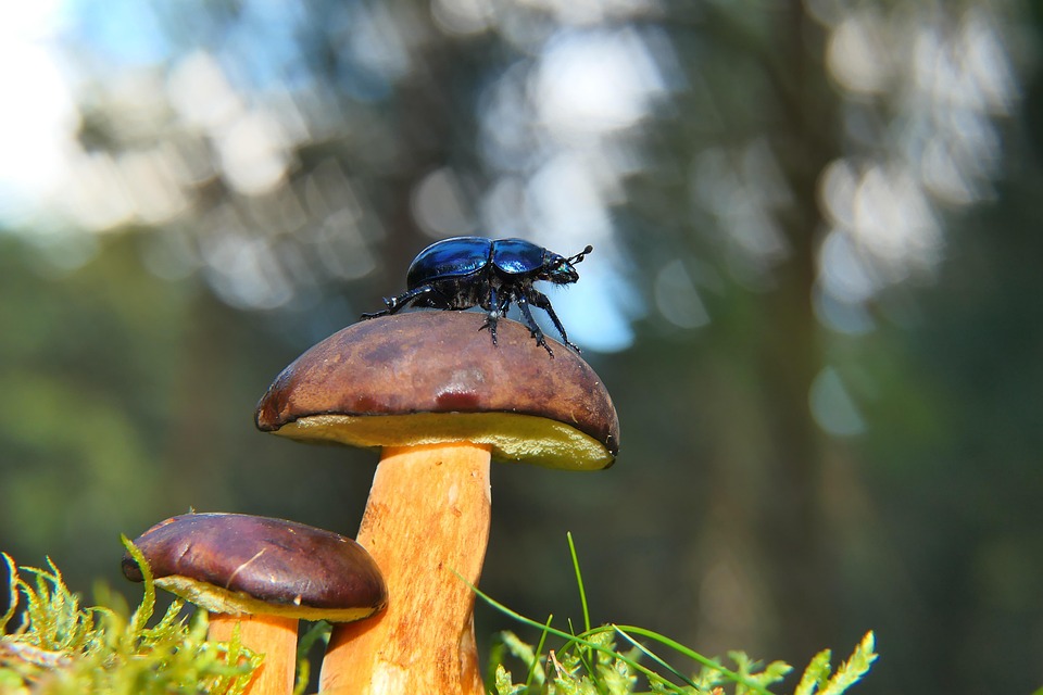 Forest Beetle The Insect - Free photo on Pixabay