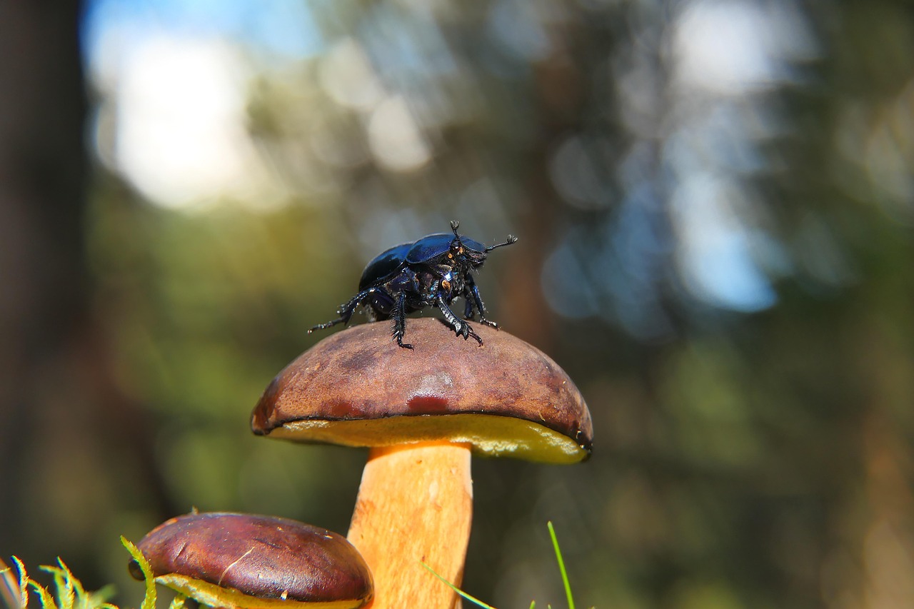 Forest Beetle The Insect - Free photo on Pixabay - Pixabay