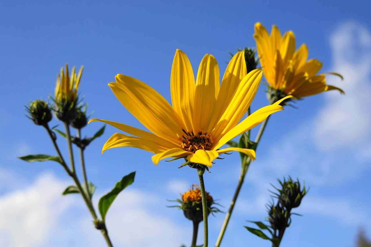 Flowers Yellow Jerusalem - Free photo on Pixabay
