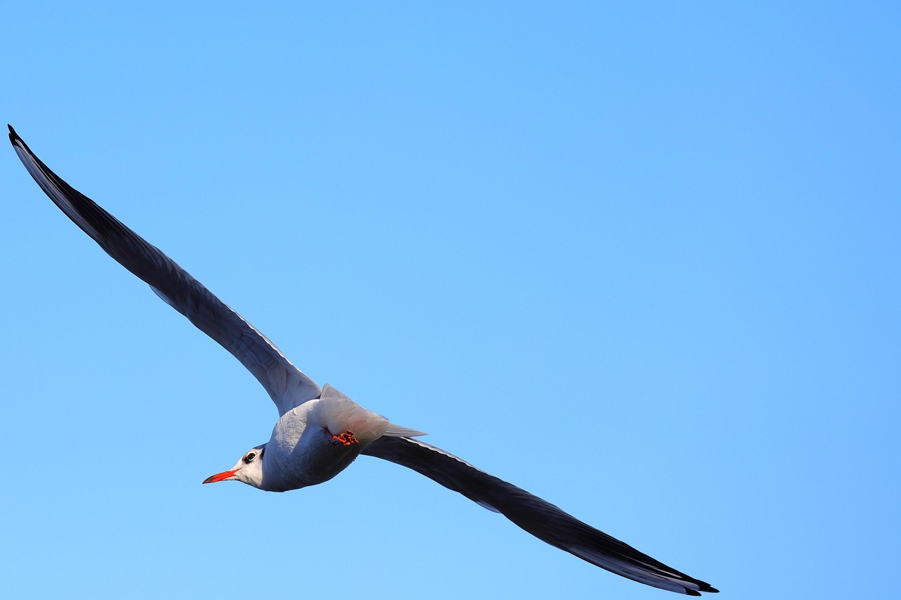 Gull Animal Bird Blue - Free photo on Pixabay - Pixabay