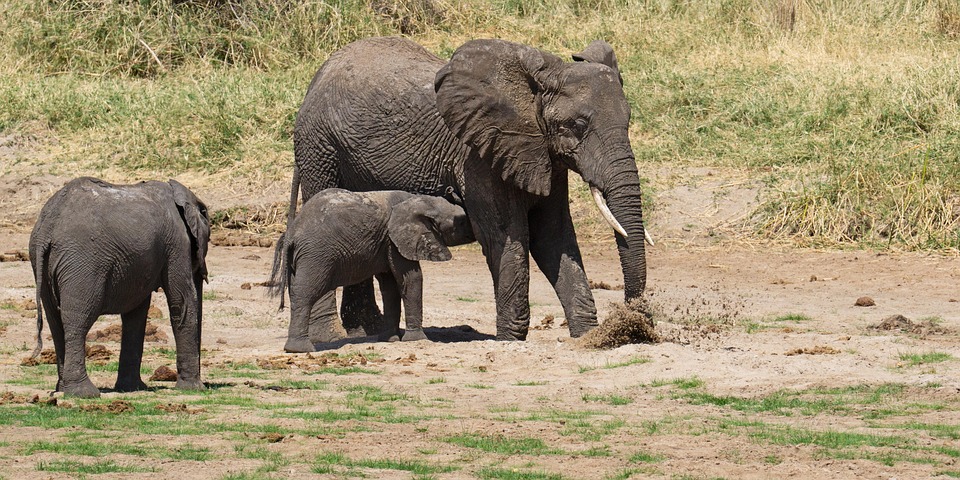 Elephants Animals Young - Free photo on Pixabay