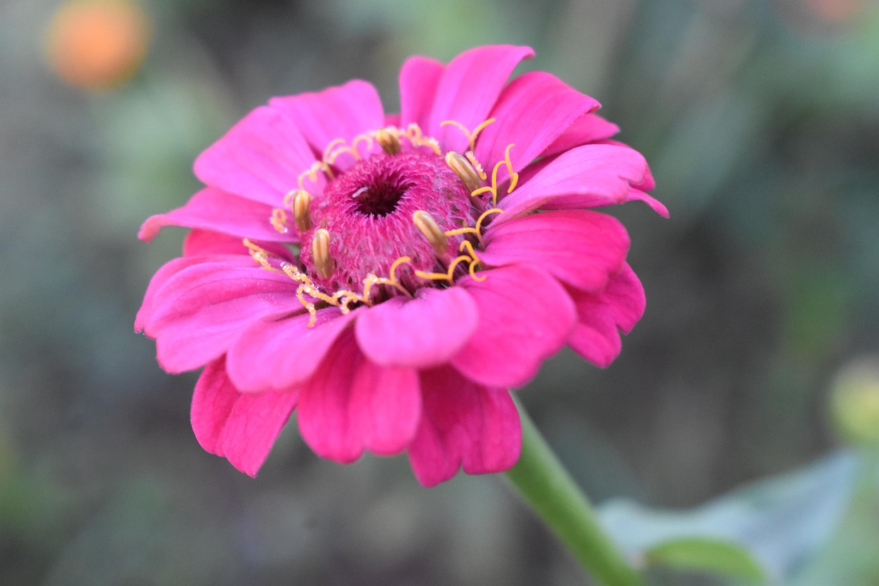 Zinnia Fleur Plantes - Photo gratuite sur Pixabay - Pixabay