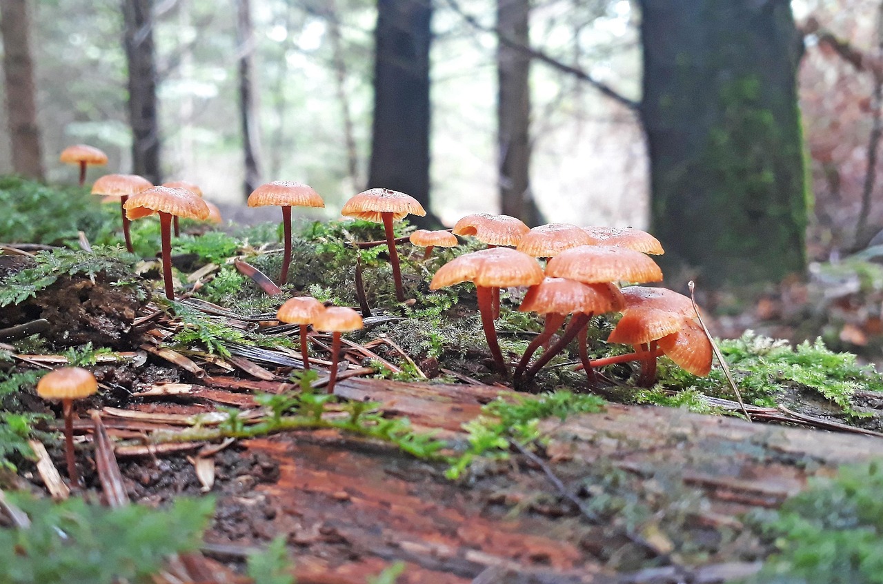 Champignons Mousse Forêt - Photo gratuite sur Pixabay - Pixabay