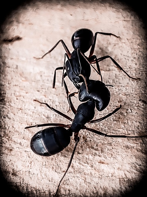 Insect Ants Couple - Free photo on Pixabay - Pixabay