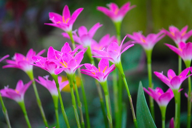 粉红色的雨百合 花朵 植物 - Pixabay上的免费照片 - Pixabay