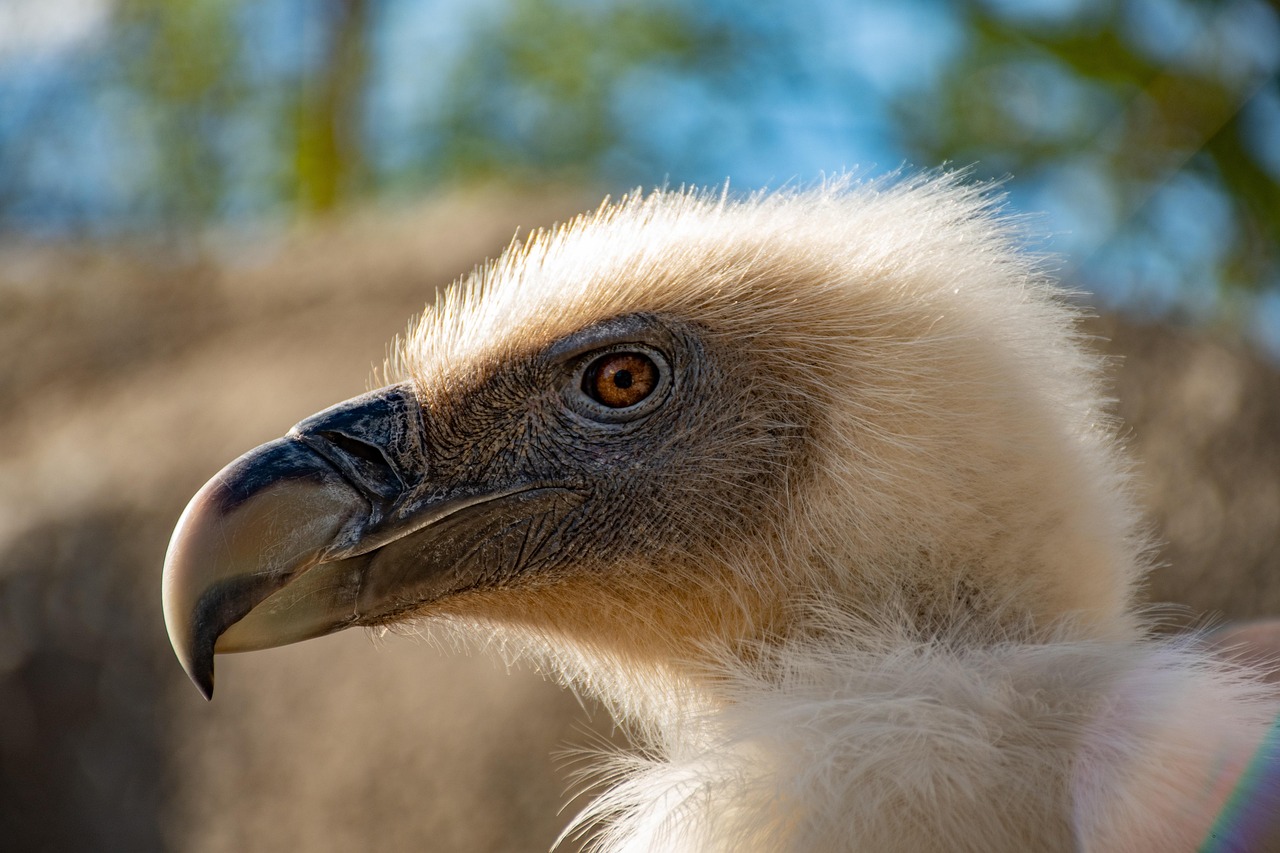 ハゲタカ 鳥 頭 - Pixabayの無料写真 - Pixabay