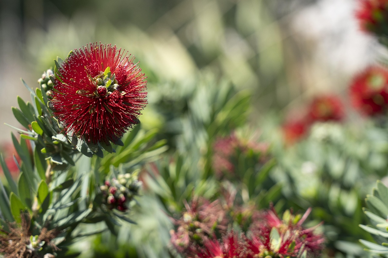 Red Flower Petals Plant - Free photo on Pixabay - Pixabay