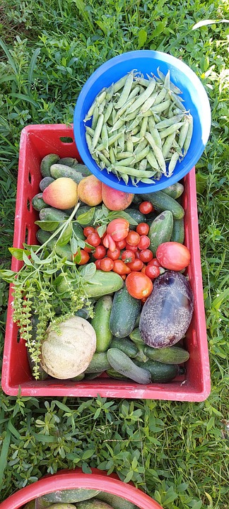 Vegetables Cucumber - Free photo on Pixabay - Pixabay