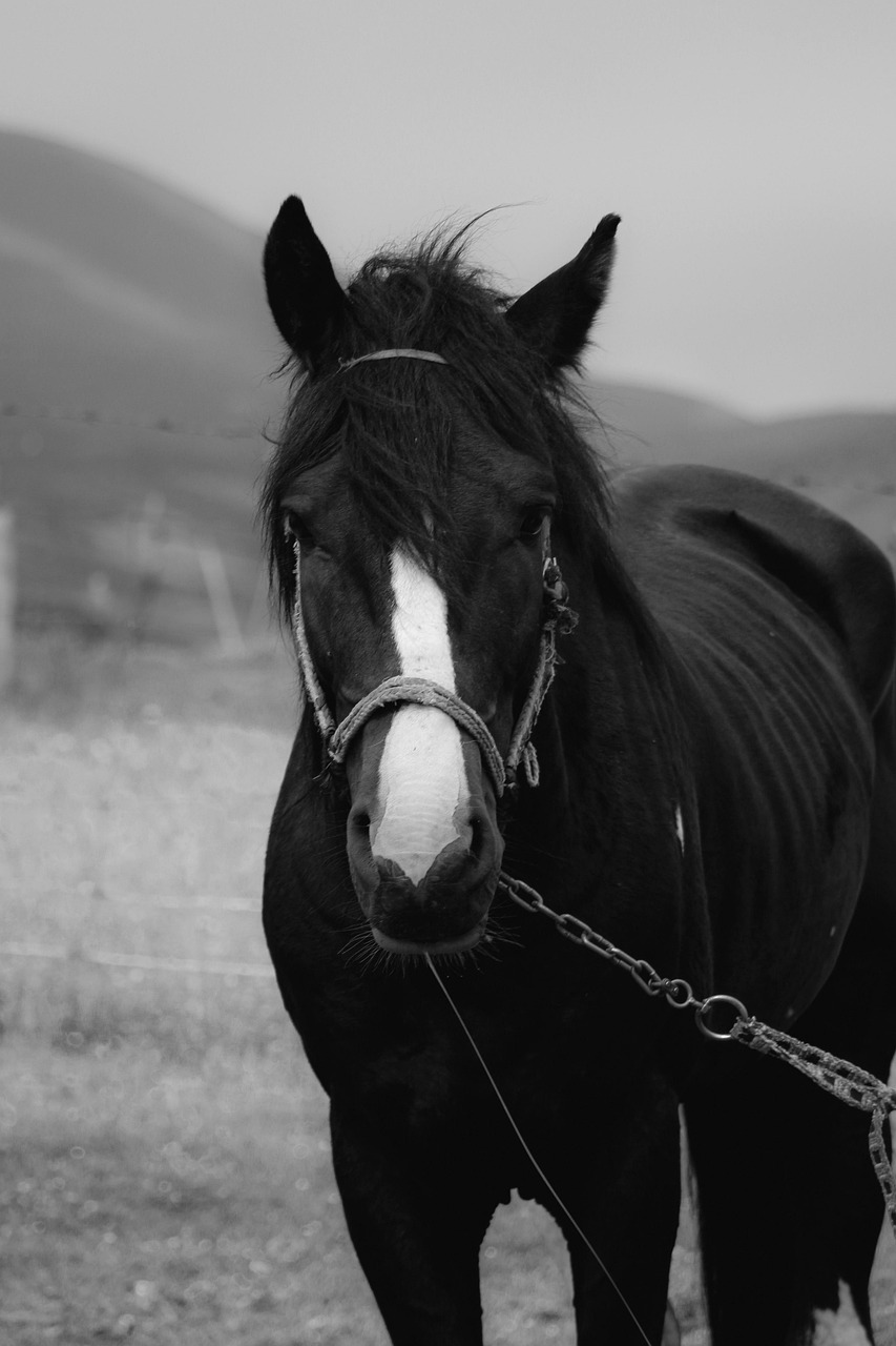 Chevaux Blancs Prairie Animal - Photo gratuite sur Pixabay - Pixabay
