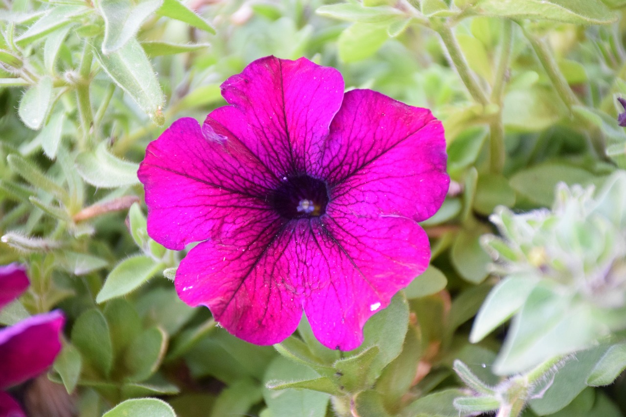 Fiore Fleurs Fiori - Photo gratuite sur Pixabay - Pixabay