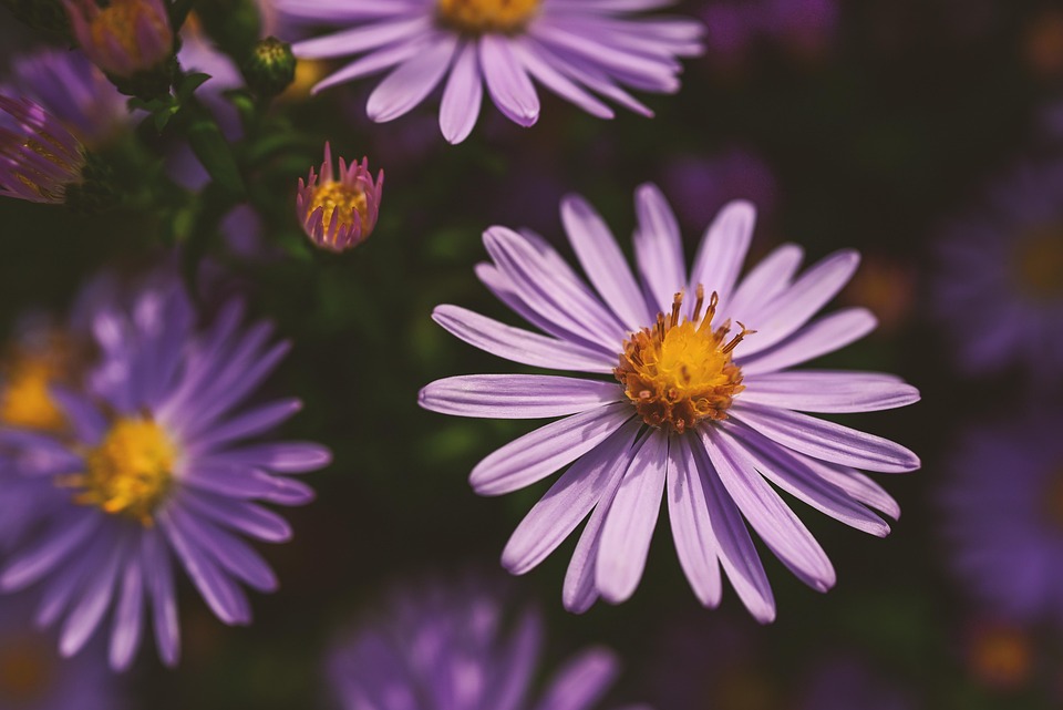 Autumn Aster Purple - Free photo on Pixabay - Pixabay