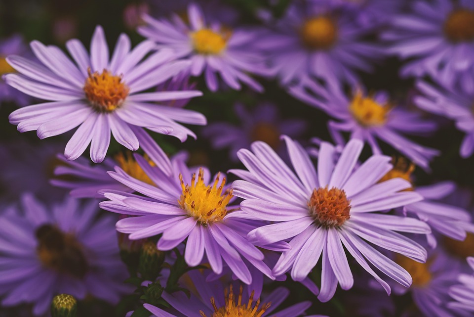 Autumn Aster Purple - Free photo on Pixabay