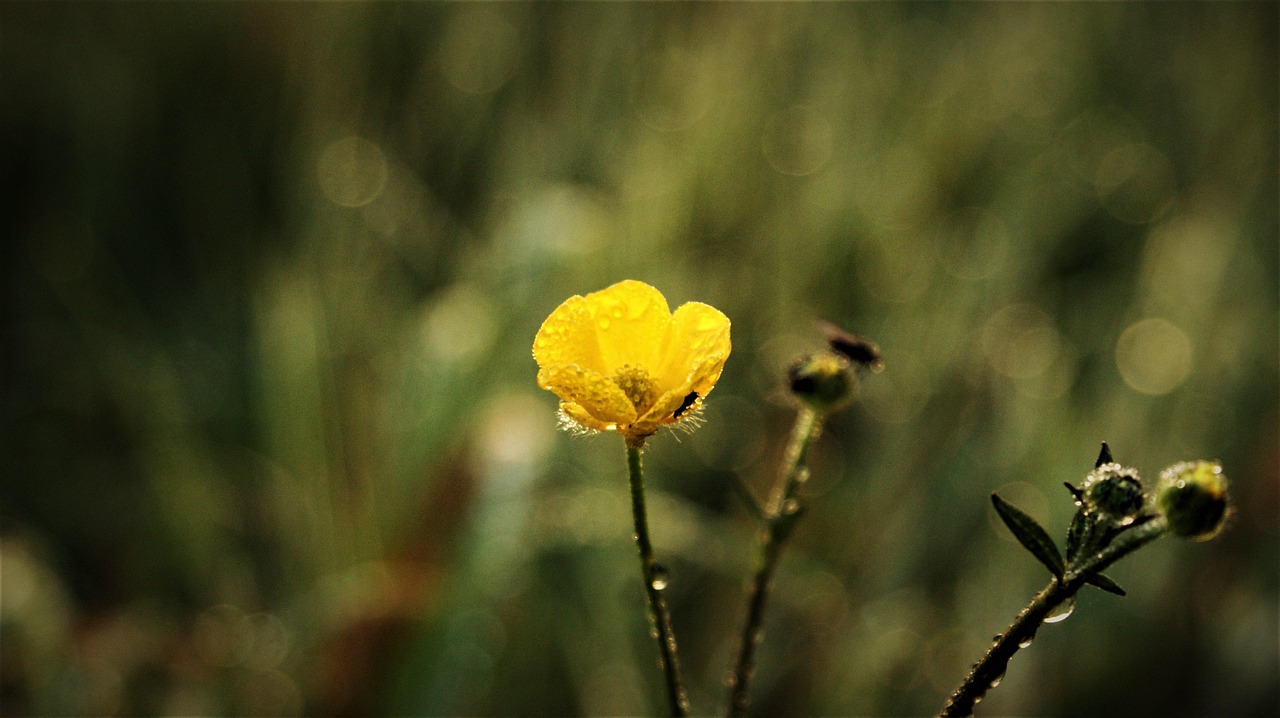 Botani Bunga Padang Rumput Tetes - Foto gratis di Pixabay - Pixabay