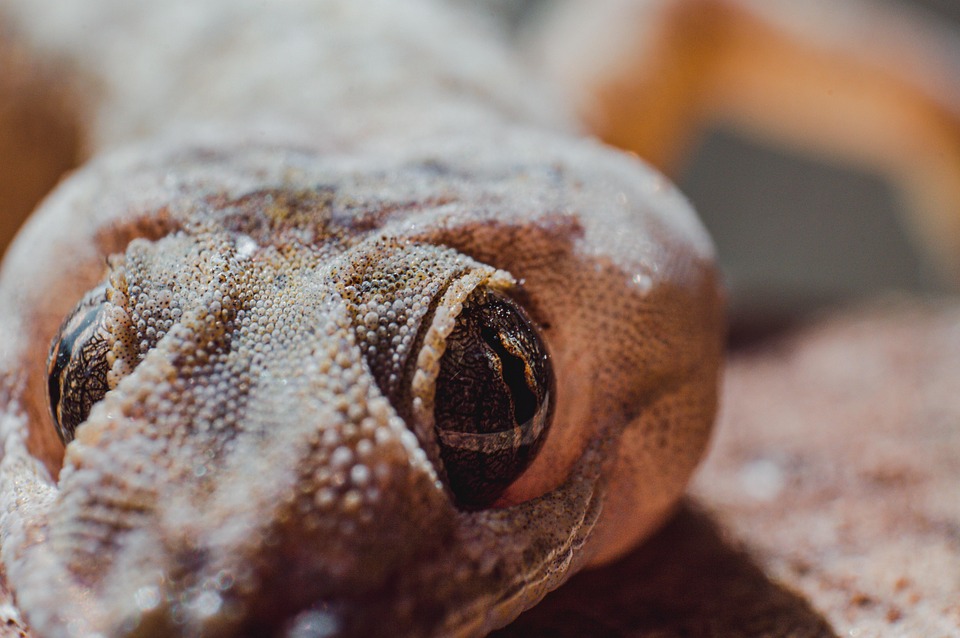 Common House Gecko Reptile Head - Free photo on Pixabay - Pixabay