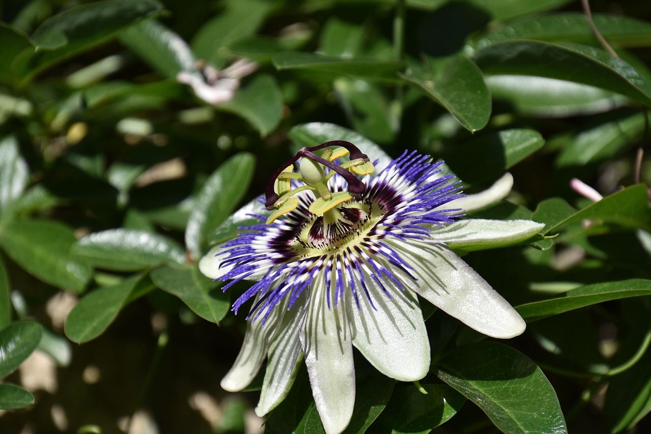 Fleurs De La Passion Fleur Pétales - Photo gratuite sur Pixabay - Pixabay