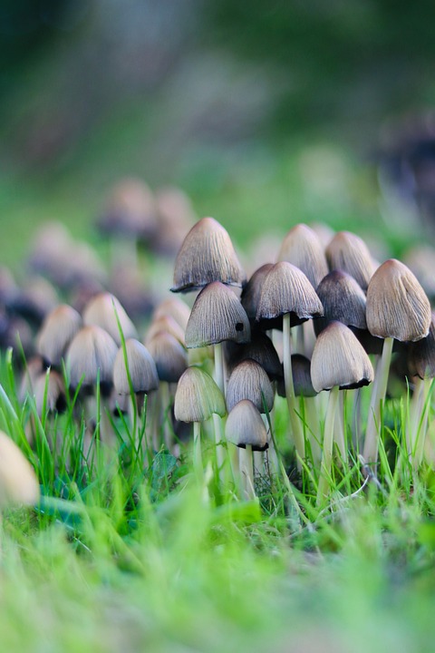 Mushrooms Fall Lawn - Free photo on Pixabay - Pixabay