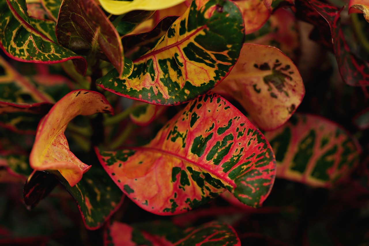 Más de 70 imágenes gratis de Alcmeón De Crotona y Croton - Pixabay