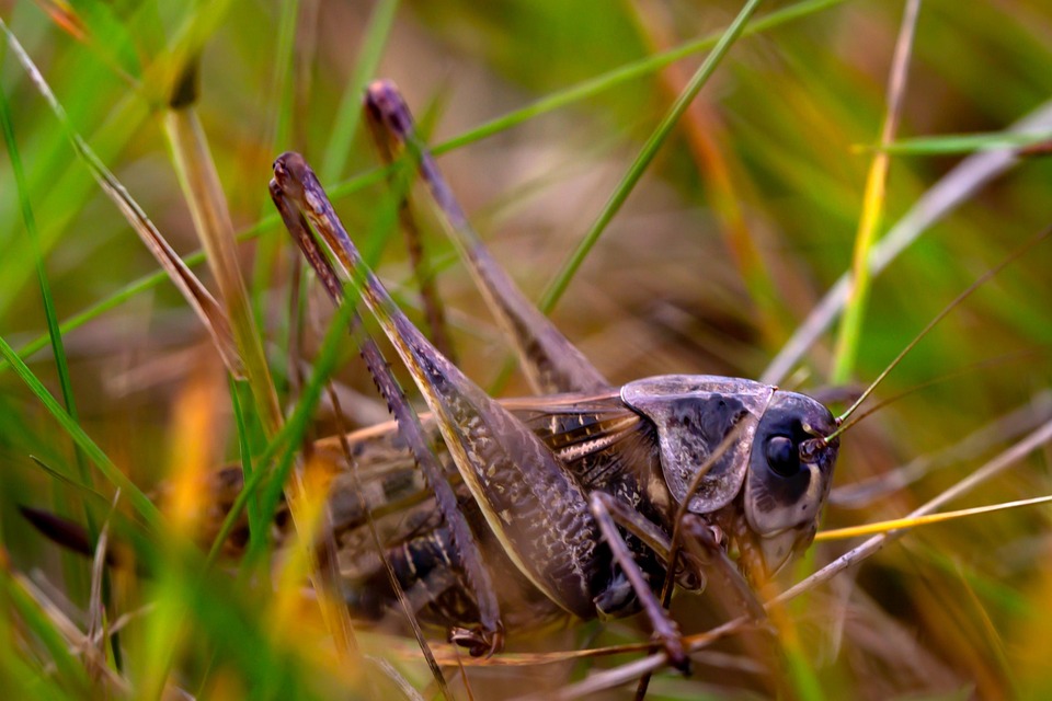 Grasshopper Insect Animal - Free photo on Pixabay
