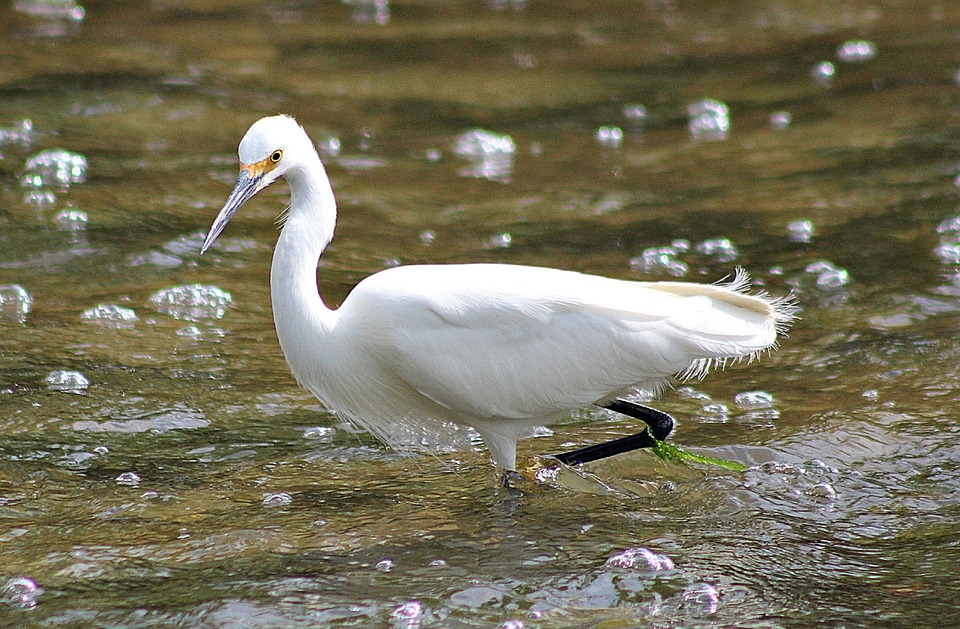 Egret Bird Nature - Free photo on Pixabay