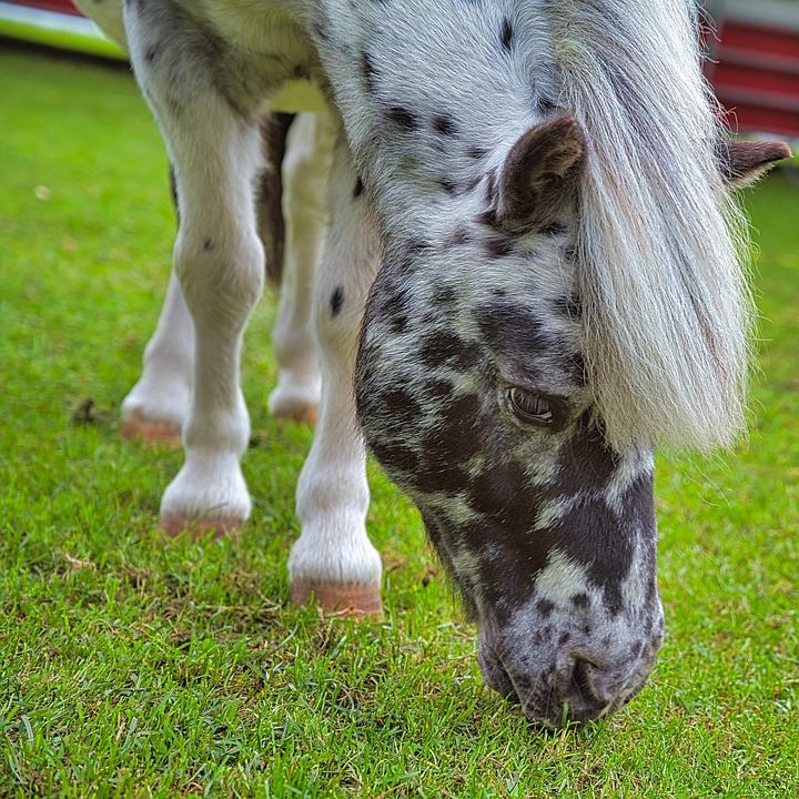 Pony Pferd Grasen - Kostenloses Foto auf Pixabay