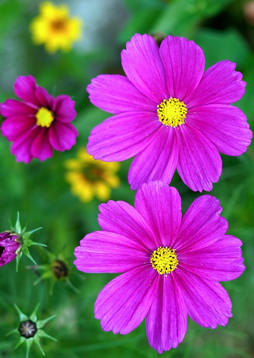 Flower Blossom Bloom - Free photo on Pixabay