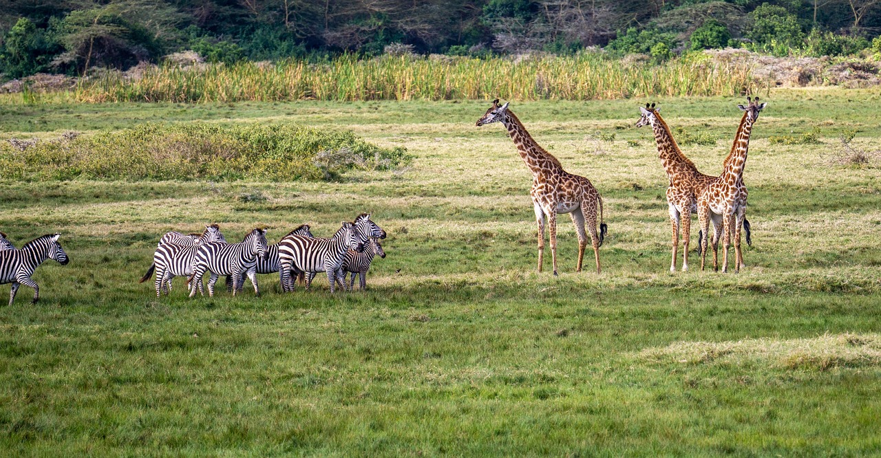 Giraffes Animals Wildlife - Free photo on Pixabay - Pixabay