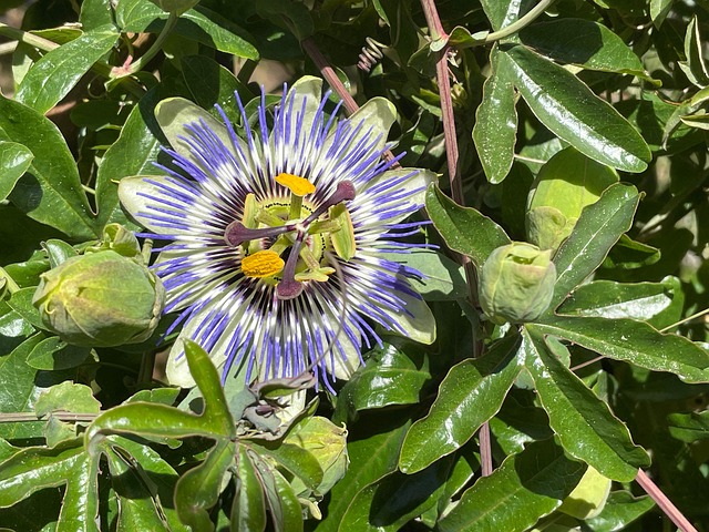 Bunga Gairah Passiflora - Foto gratis di Pixabay - Pixabay