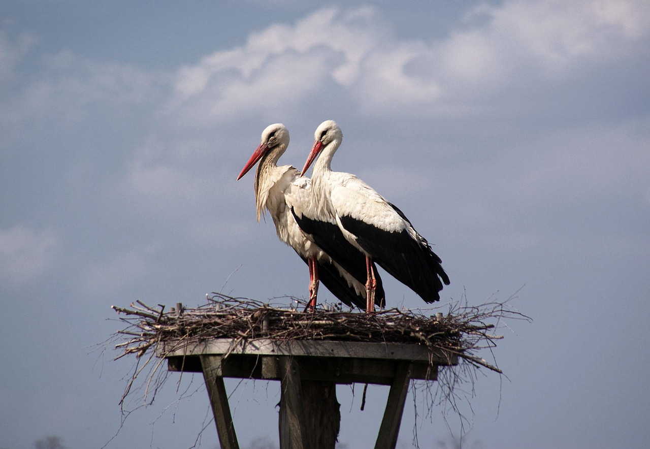 Stork Bird Socket - Free photo on Pixabay - Pixabay