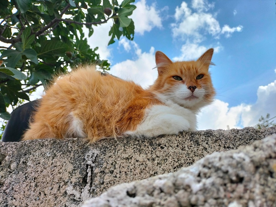 Animal Chat Félin - Photo gratuite sur Pixabay - Pixabay