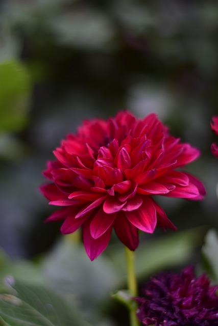 大丽花 植物学 盛开 - Pixabay上的免费照片 - Pixabay
