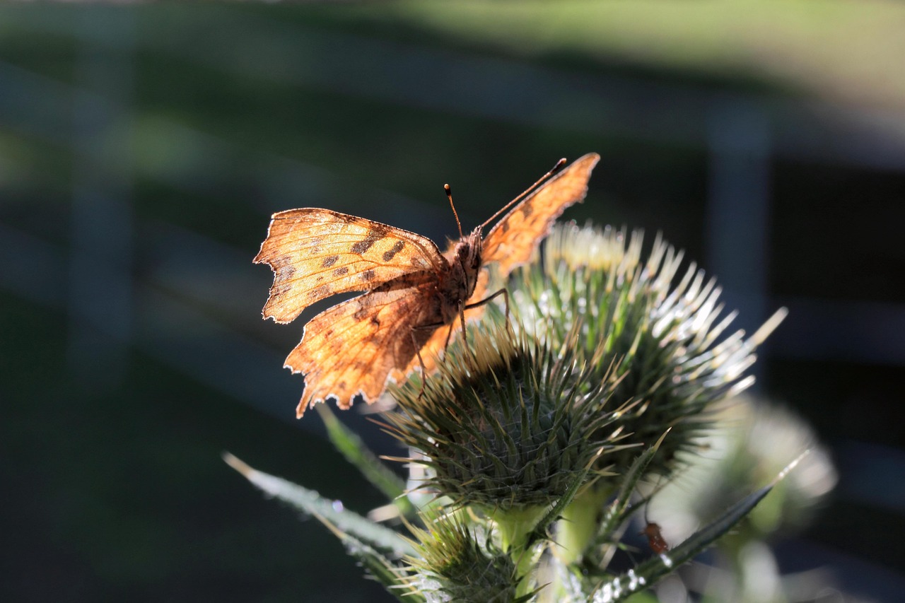 C Titubear Mariposa Insecto - Foto gratis en Pixabay - Pixabay