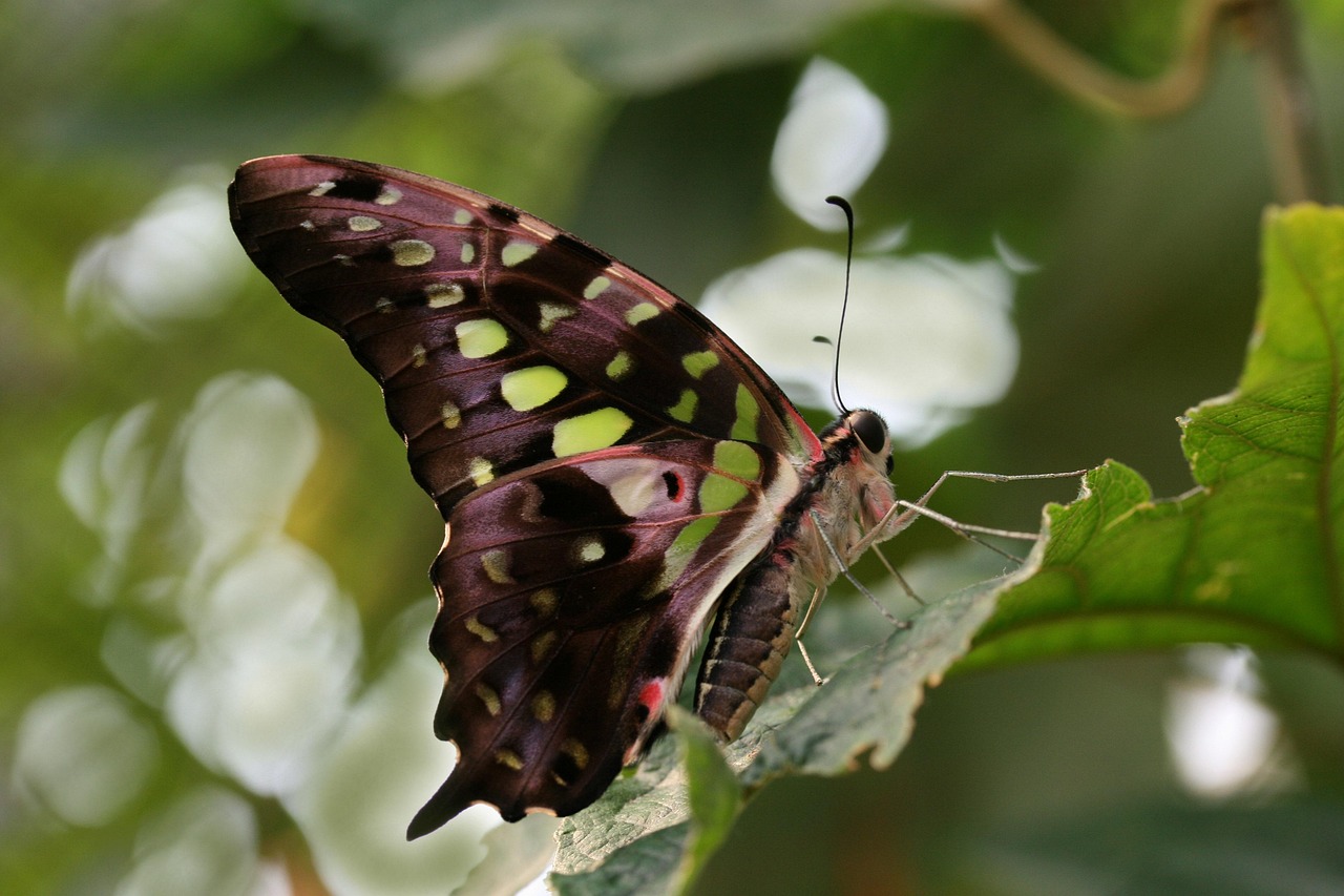 Papillon Des Tropiques - Photo gratuite sur Pixabay - Pixabay