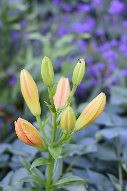 Liljor Lily Flower - Free photo on Pixabay - Pixabay