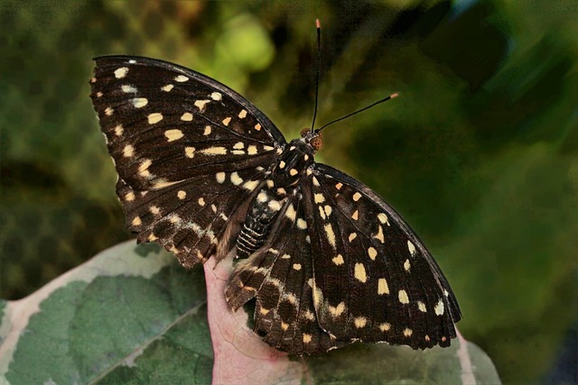 Butterfly Insect Leaf Lexias - Free photo on Pixabay