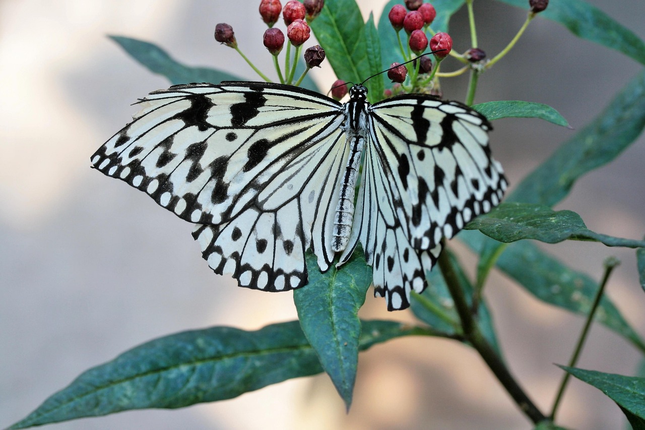 Butterfly Insect Leaves Flower - Free photo on Pixabay