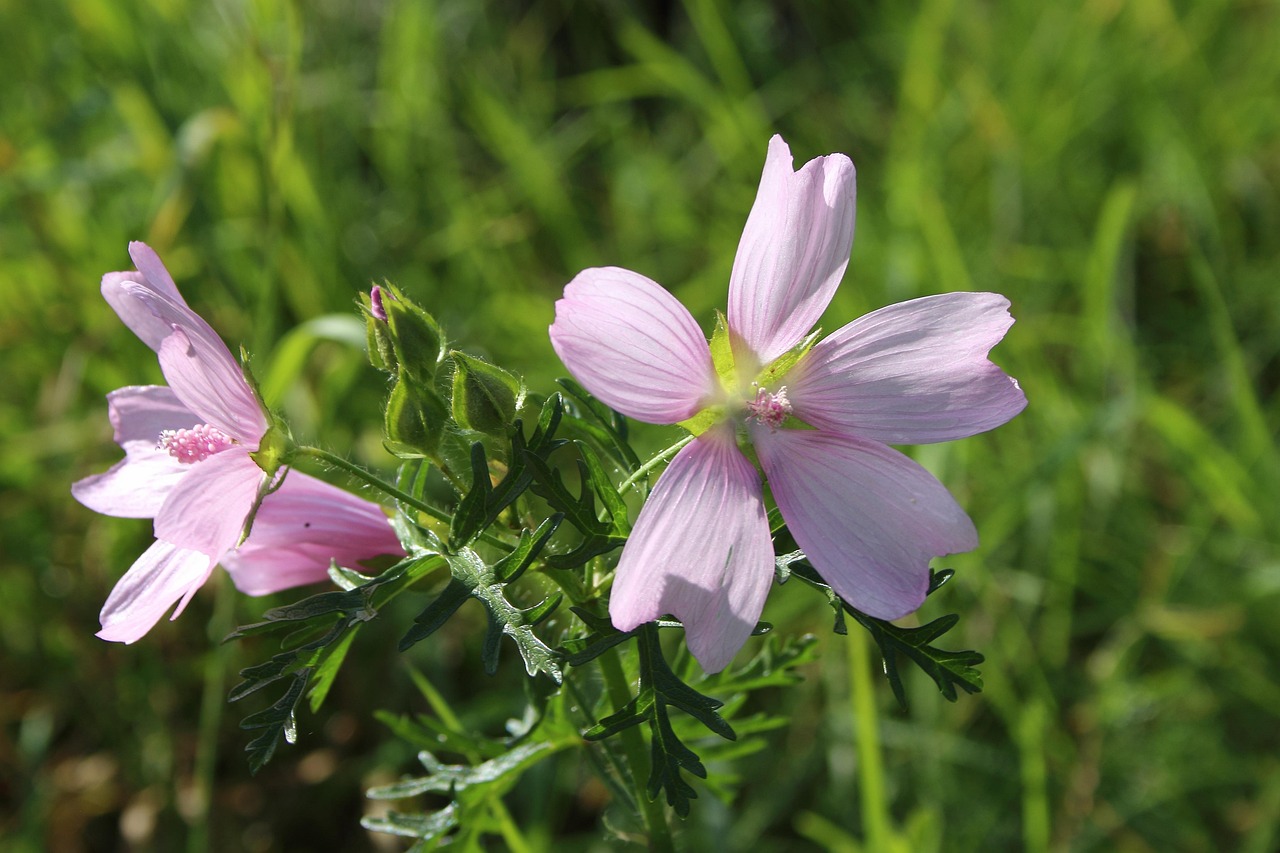 Mauve Fleurs Plantes - Photo gratuite sur Pixabay - Pixabay