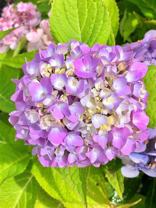Hortensie Rosa - Kostenloses Foto auf Pixabay - Pixabay