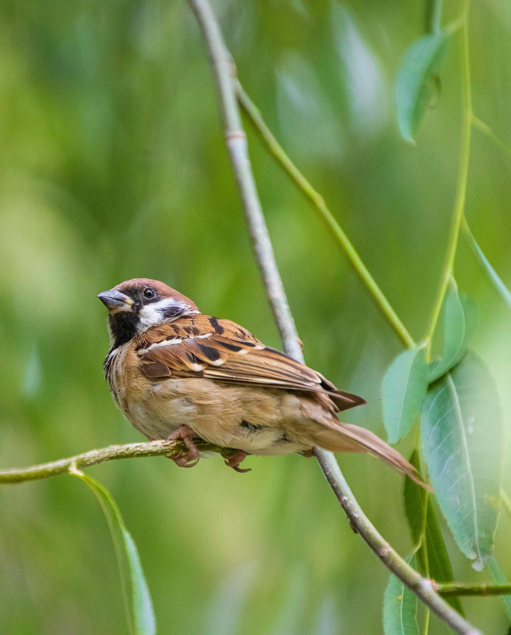 Sparrow Bird Animal - Free photo on Pixabay