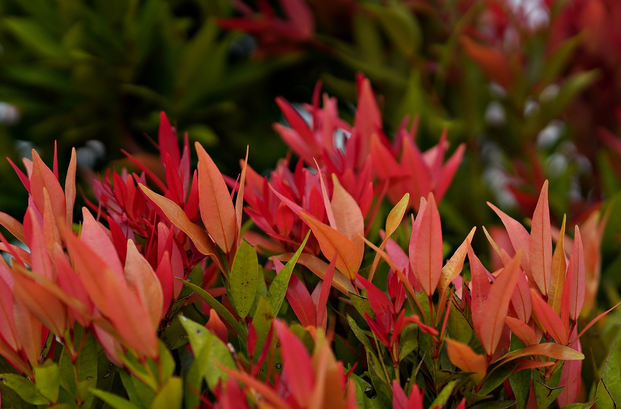 Hojas Rojas De Crecimiento - Foto gratis en Pixabay - Pixabay