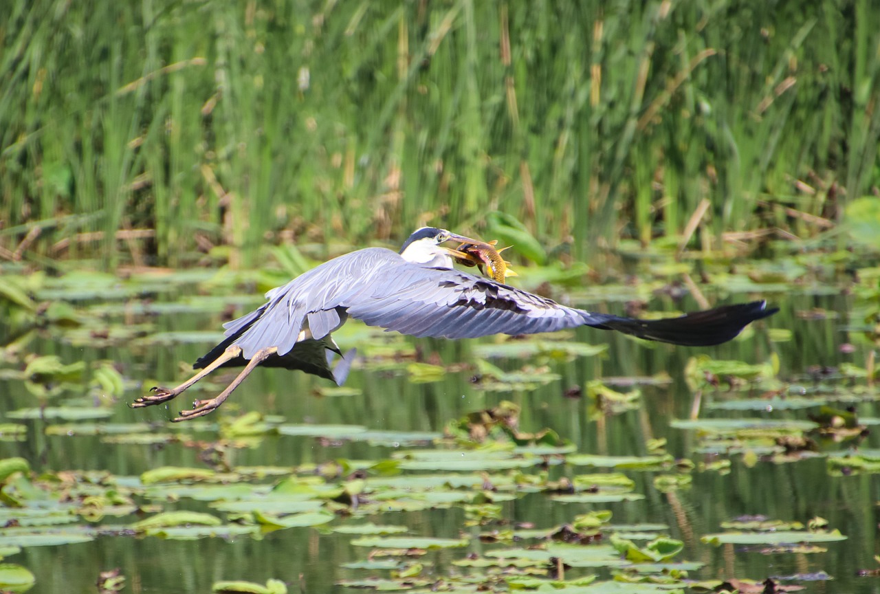 Garza Pájaro Lago Ave - Foto gratis en Pixabay - Pixabay