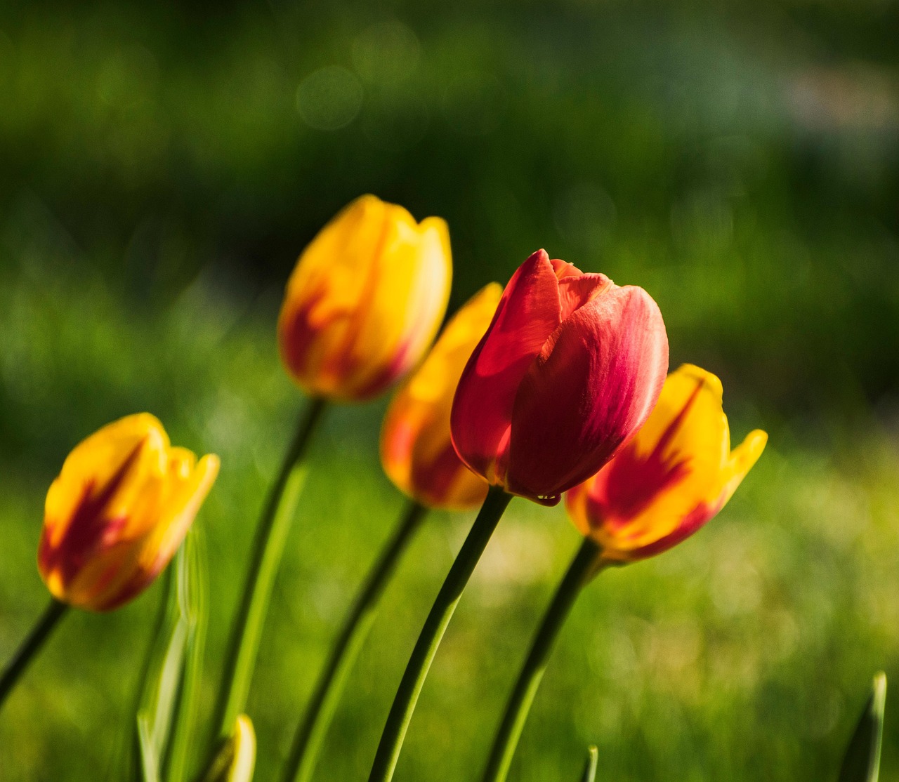 Tulipanes De Dos Tonos - Foto gratis en Pixabay - Pixabay