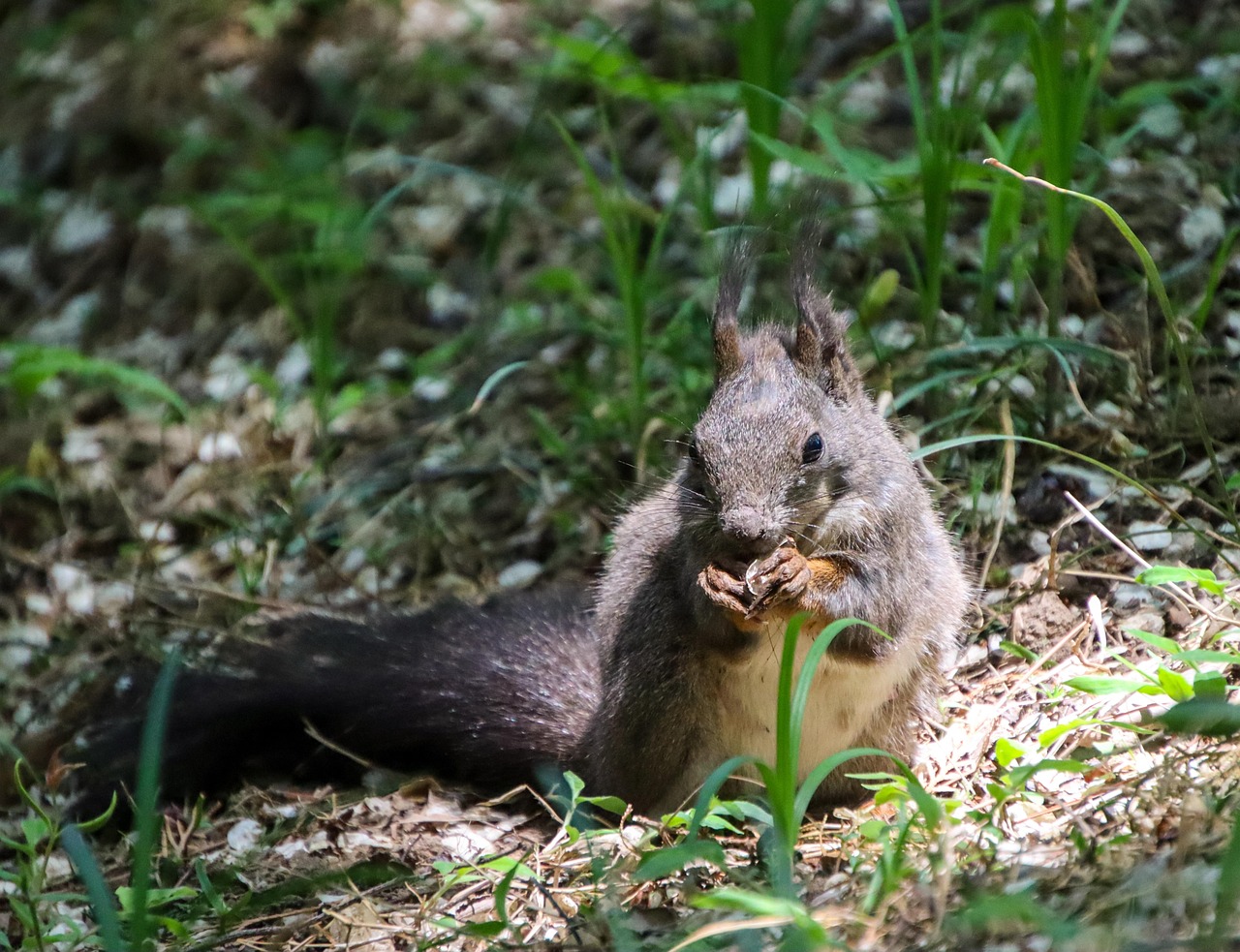 Eichhörnchen Nagetier Tierwelt - Kostenloses Foto auf Pixabay - Pixabay