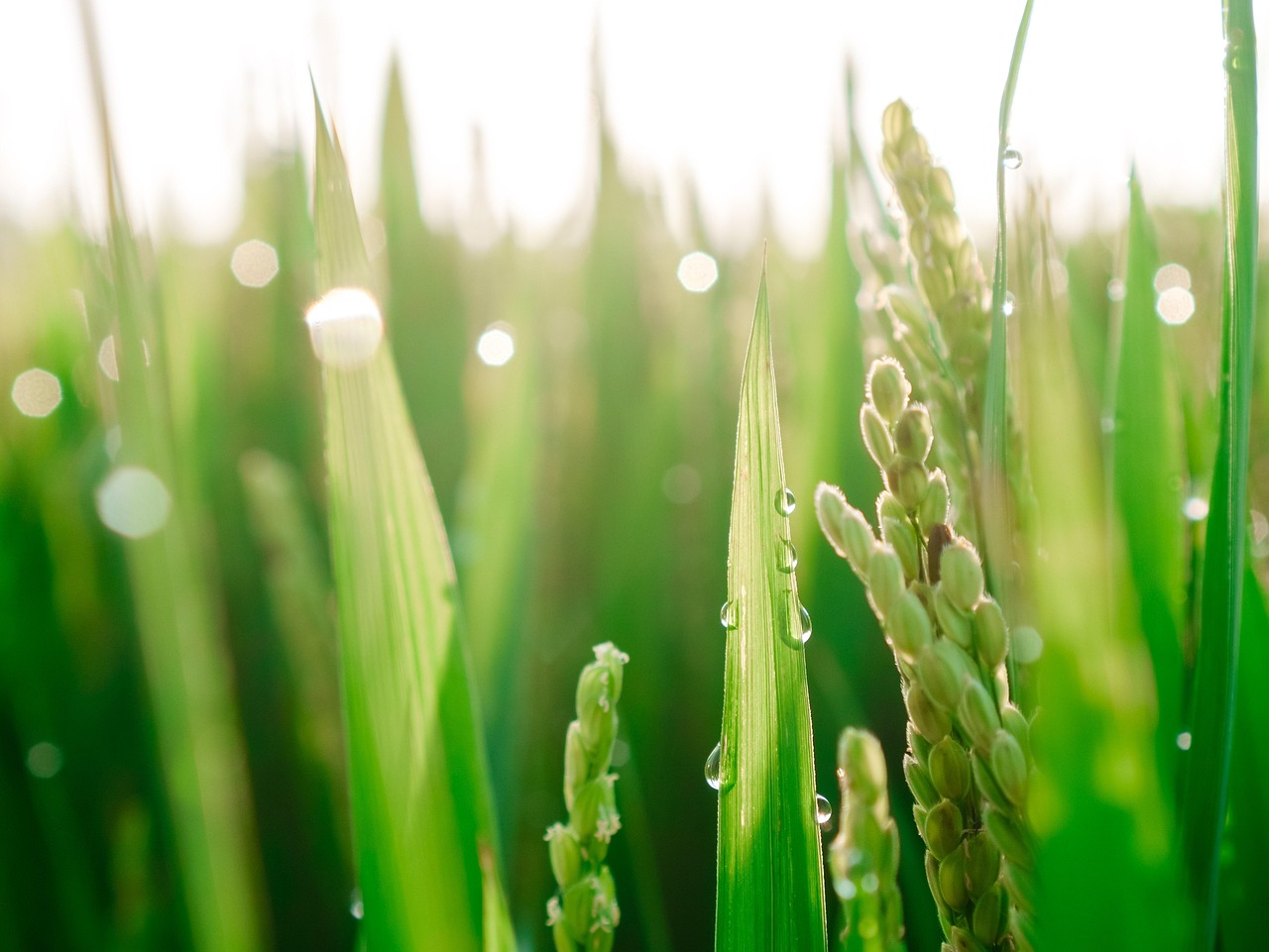 Rice Dew Plant - Free photo on Pixabay