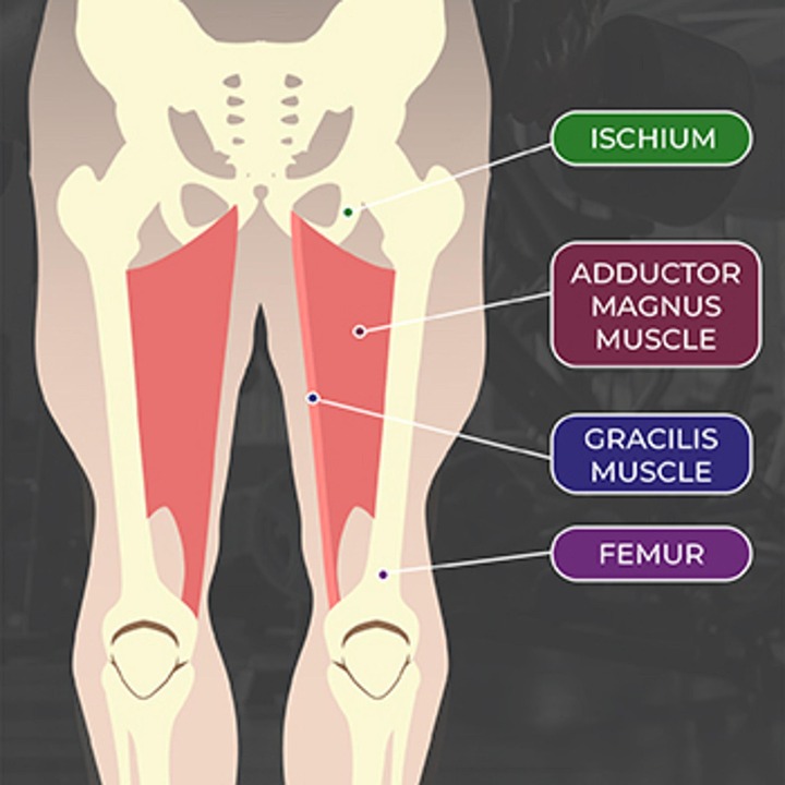 Adductor Magnus Labeled Gracilis - Free photo on Pixabay - Pixabay