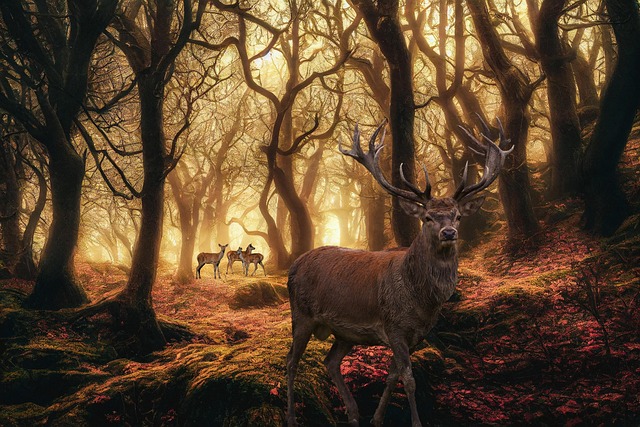 Latar Belakang Hutan Warna Musim - Gambar gratis di Pixabay - Pixabay
