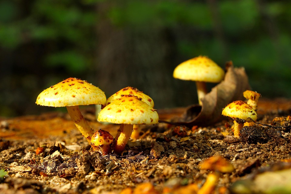 Champignons Forêt Automne - Photo gratuite sur Pixabay - Pixabay